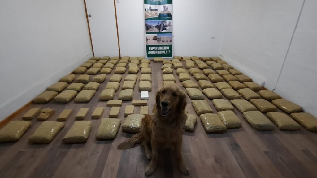 “Fusy” encontró más de 100 paquetes de droga en un control realizado en ...